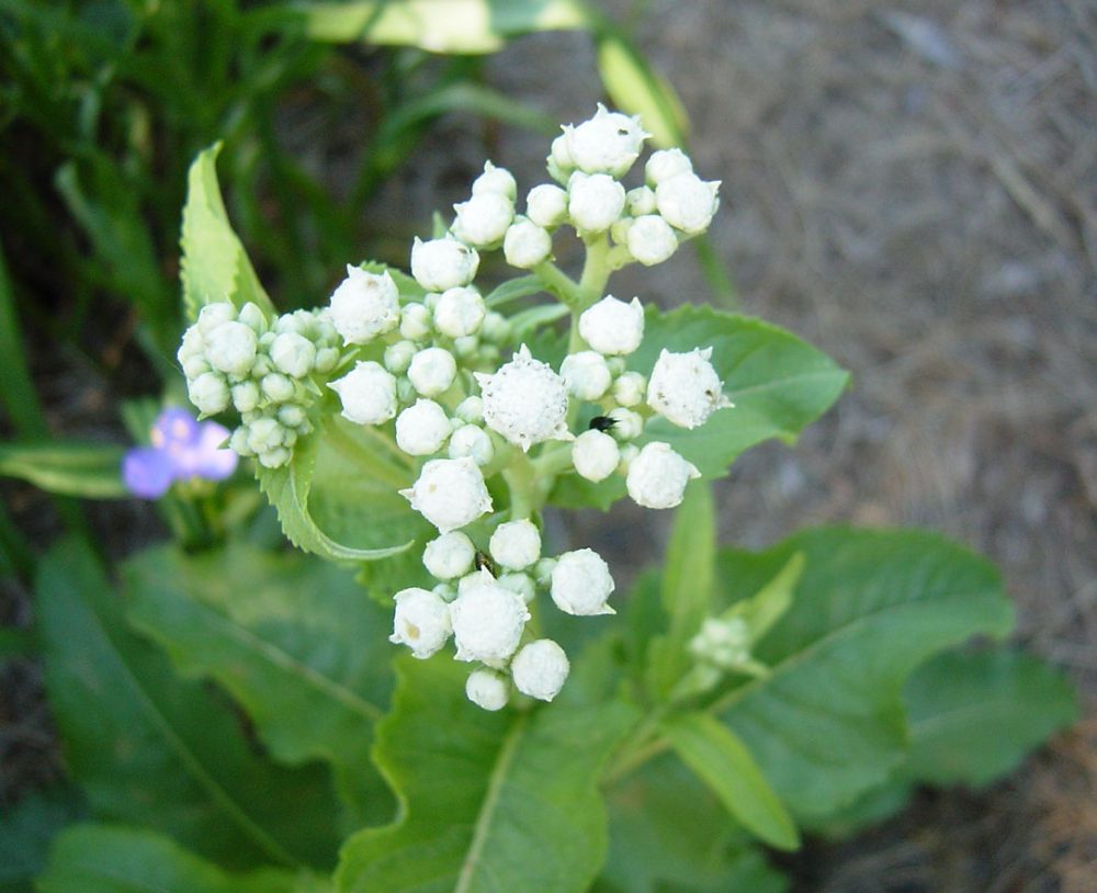 wild_quinine_bloom | World Malaria Day